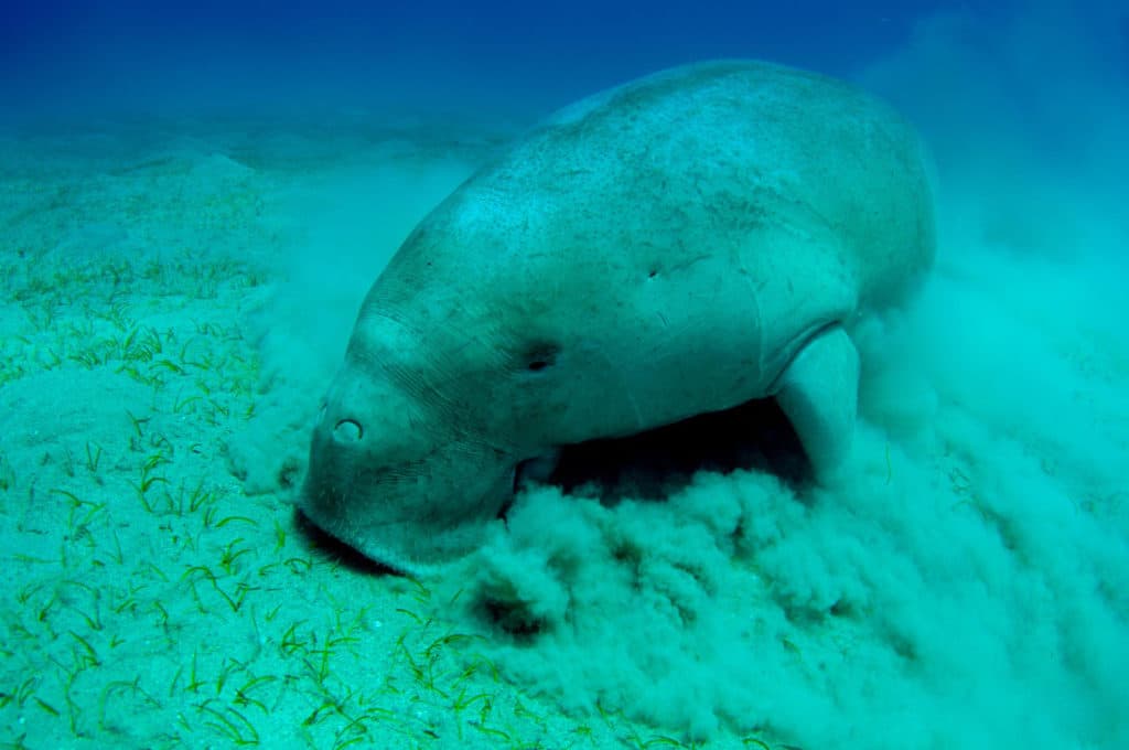 Ne plus jamais avoir peur d'un lamantin